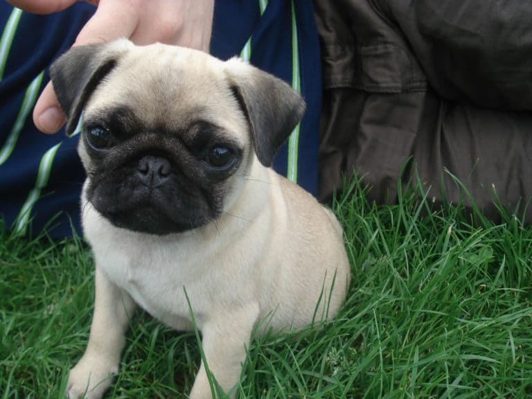 Mops Bildersammlung - Fotos, Bilder, Schnappschüsse