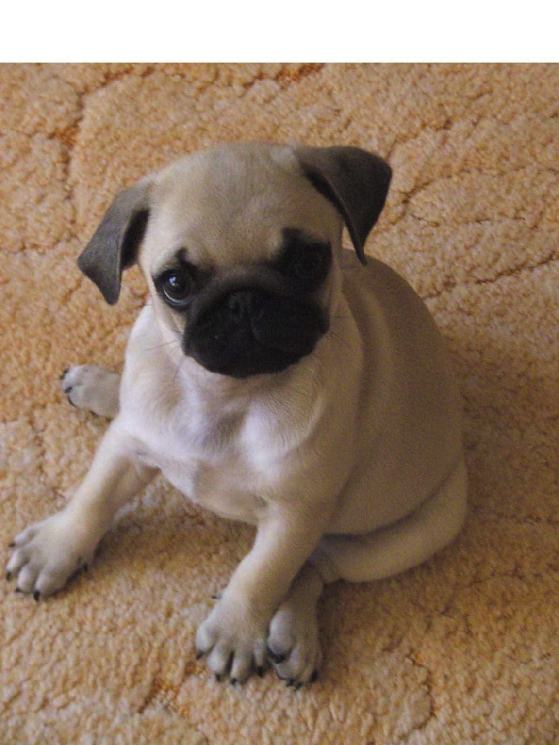 Mops Bildersammlung - Fotos, Bilder, Schnappschüsse