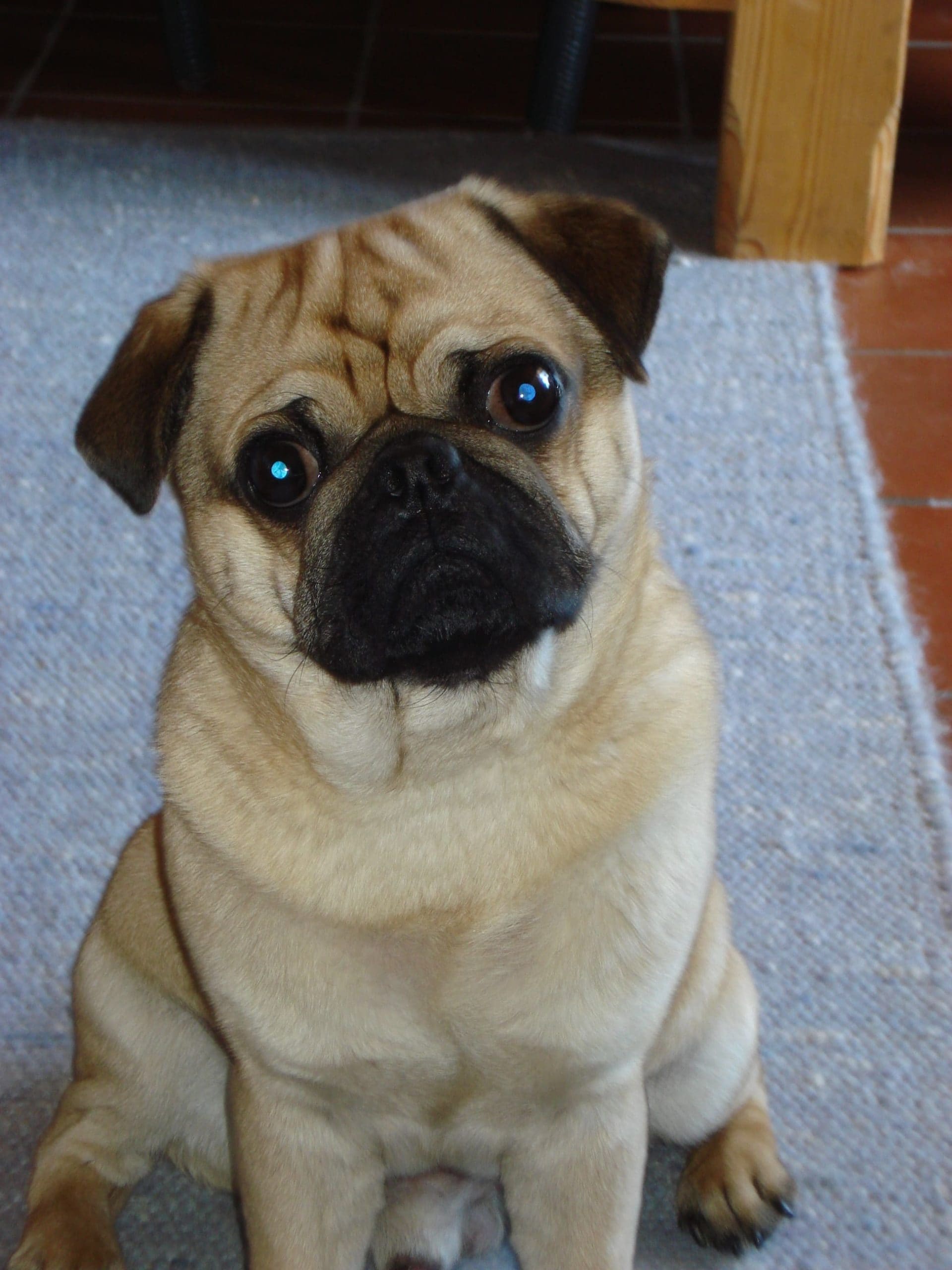 Mops Bildersammlung - Fotos, Bilder, Schnappschüsse