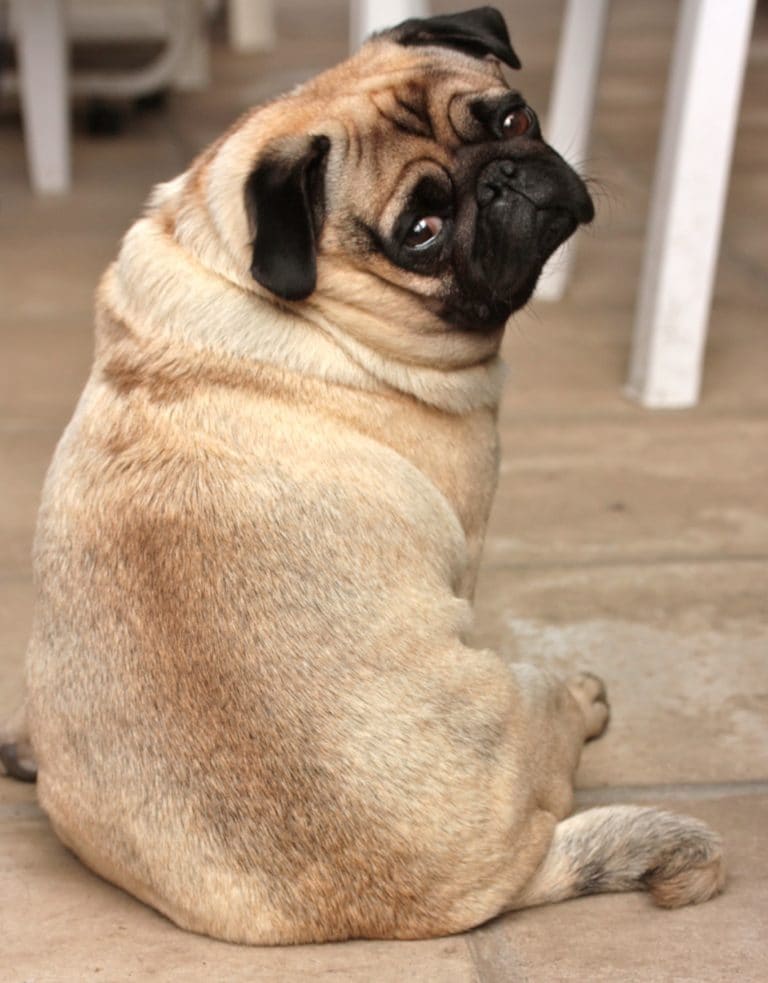 Mops Bildersammlung - Fotos, Bilder, Schnappschüsse