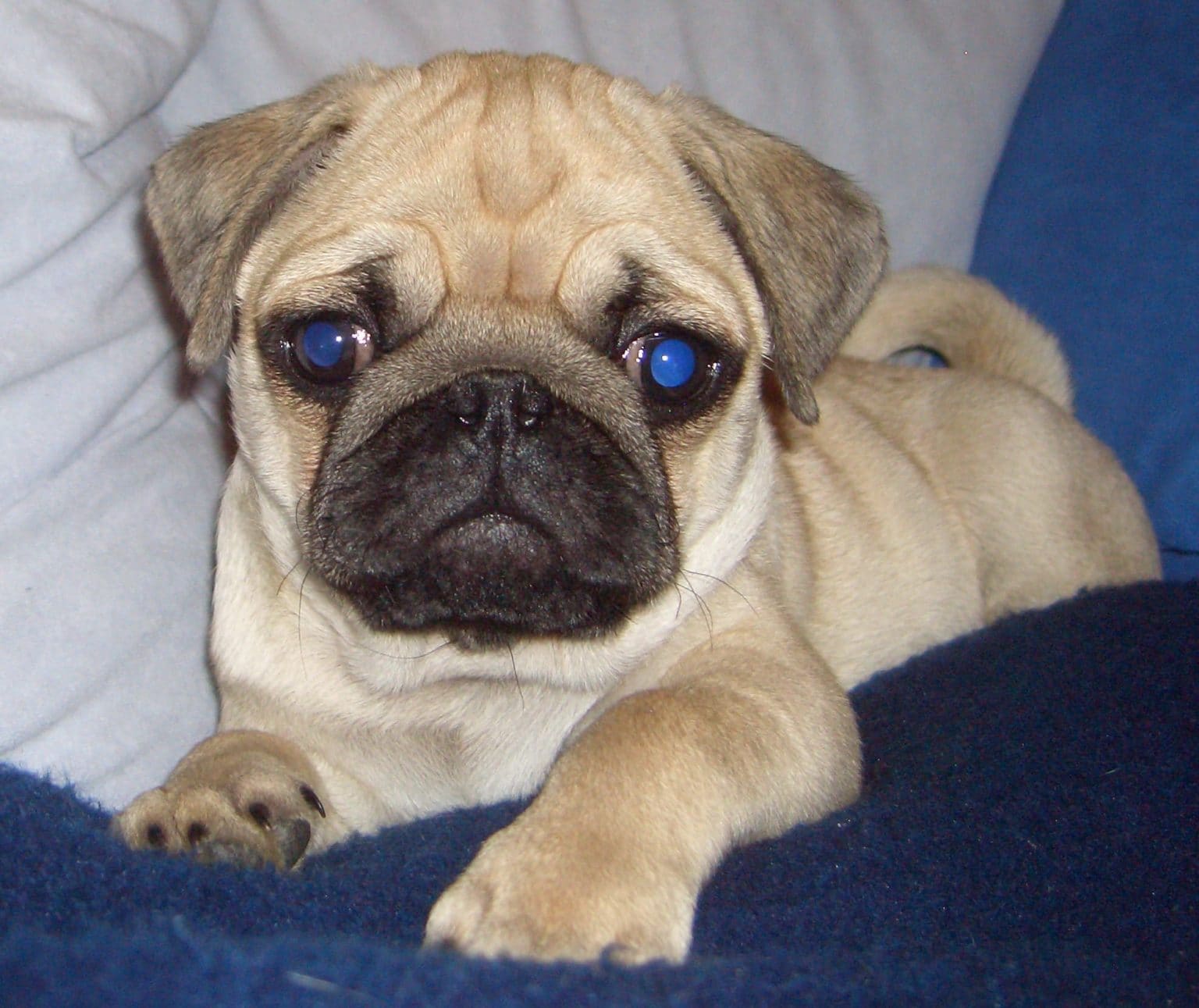 Mops Bildersammlung - Fotos, Bilder, Schnappschüsse
